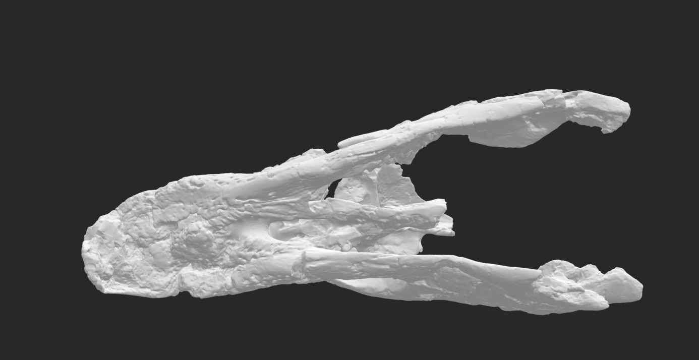 Archelon skull free 3D model 3D printable | CGTrader