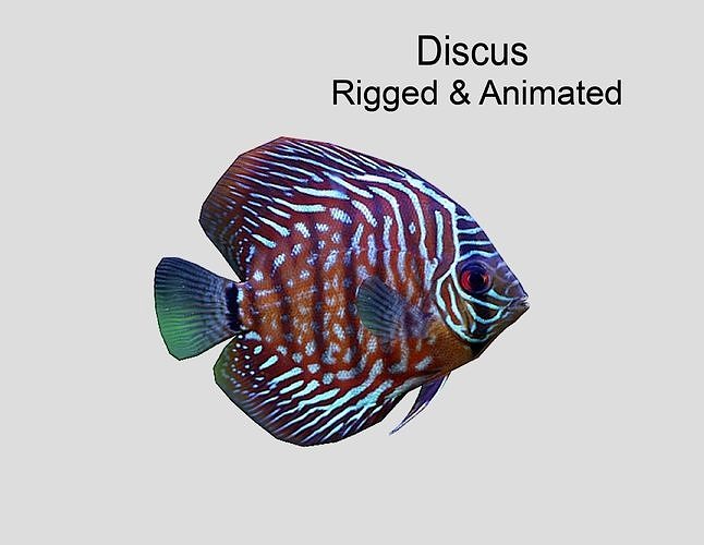 3D model Discus Realistic Animated VR / AR / low-poly | CGTrader