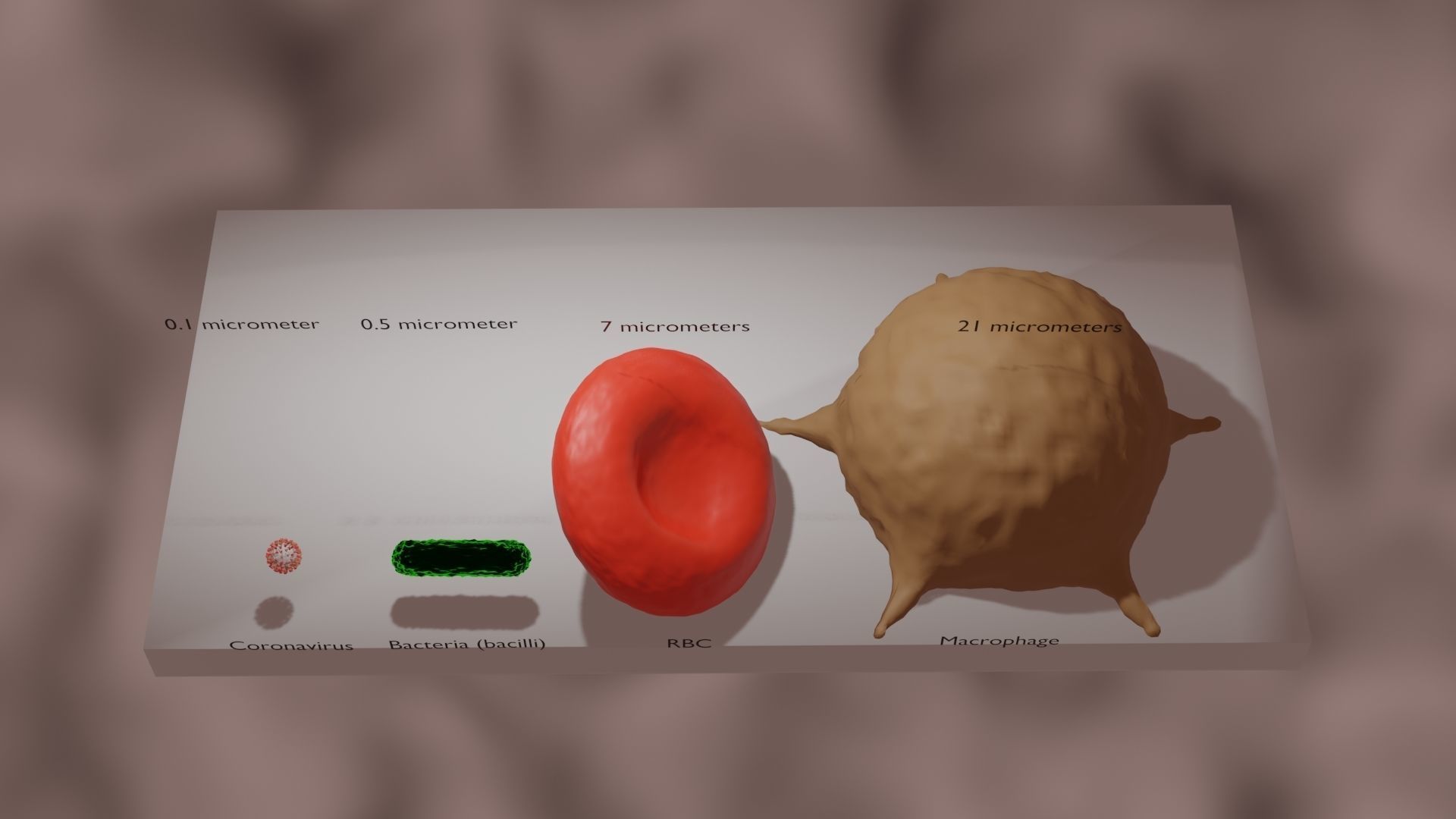 Macrophage RBC bacteria coronavirus in sizes 3D model | CGTrader