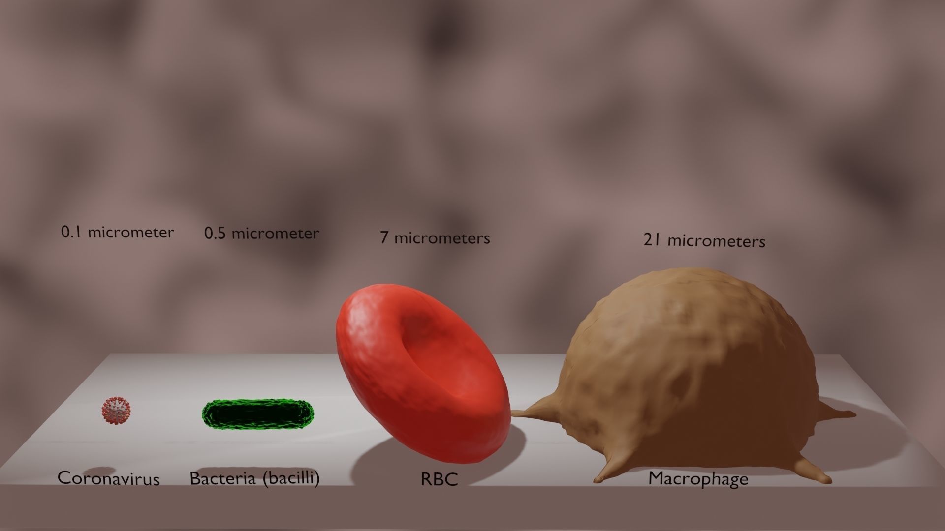 Macrophage RBC bacteria coronavirus in sizes 3D model | CGTrader
