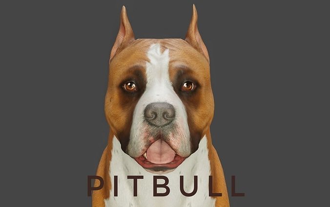 3D model DOG - PITBULL VR / AR / low-poly | CGTrader