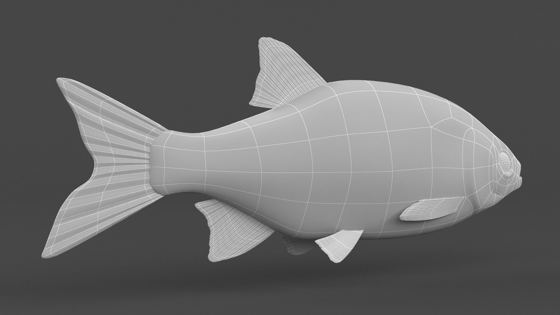 Rudd Fish 3D model | CGTrader