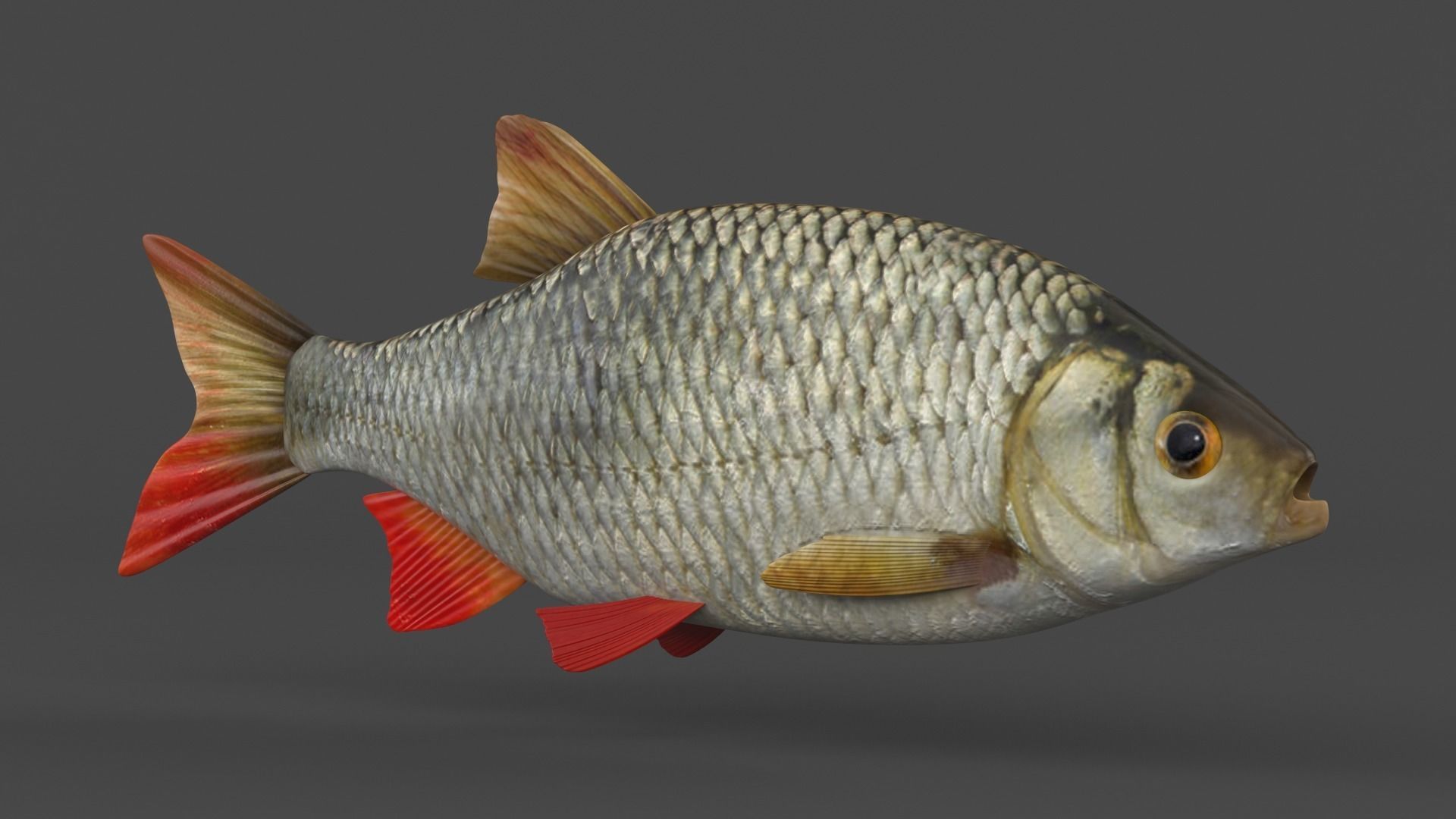 Rudd Fish 3D model | CGTrader
