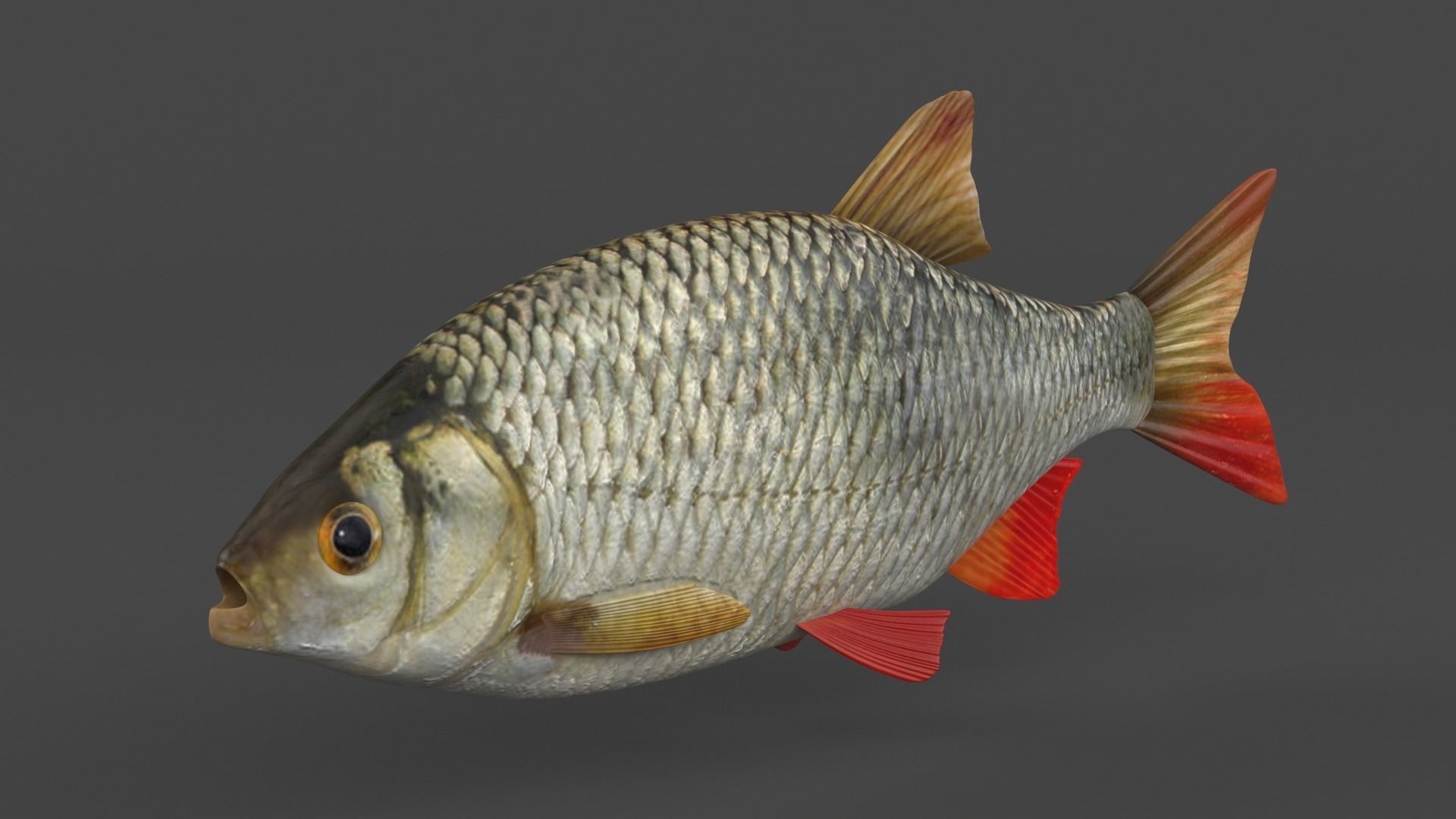 Rudd Fish 3D model | CGTrader