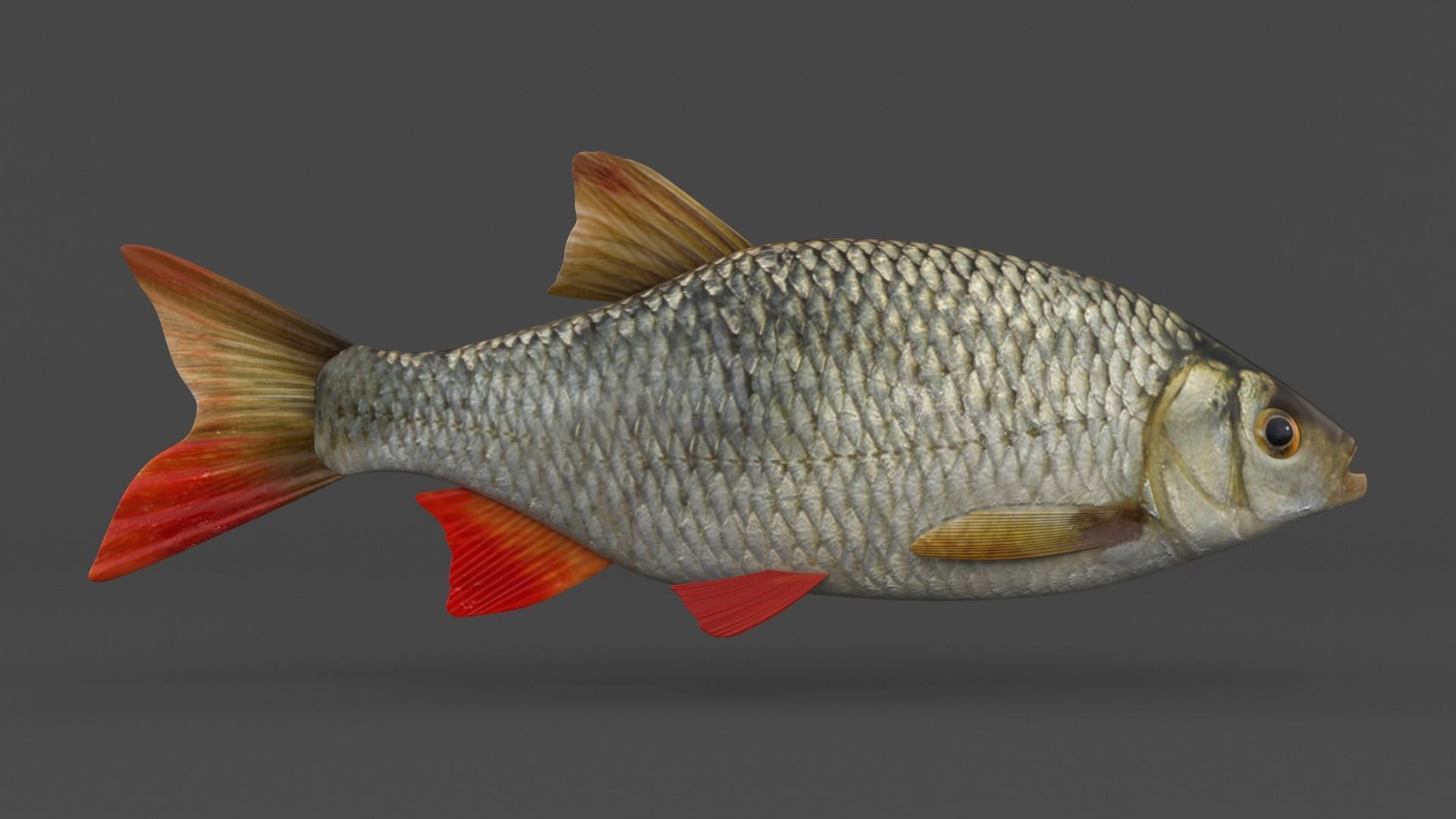 Rudd Fish 3D model | CGTrader