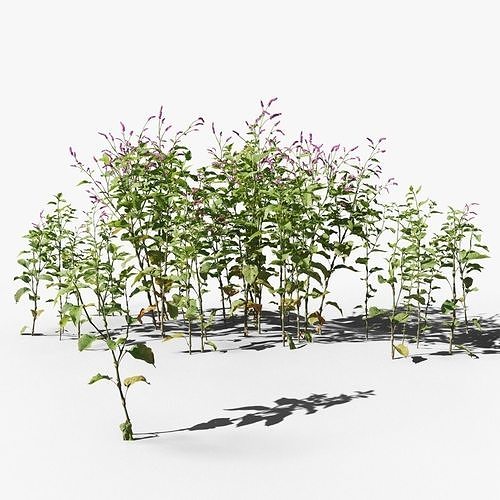 3D model Red Polygonum VFX Grace VR / AR / low-poly | CGTrader