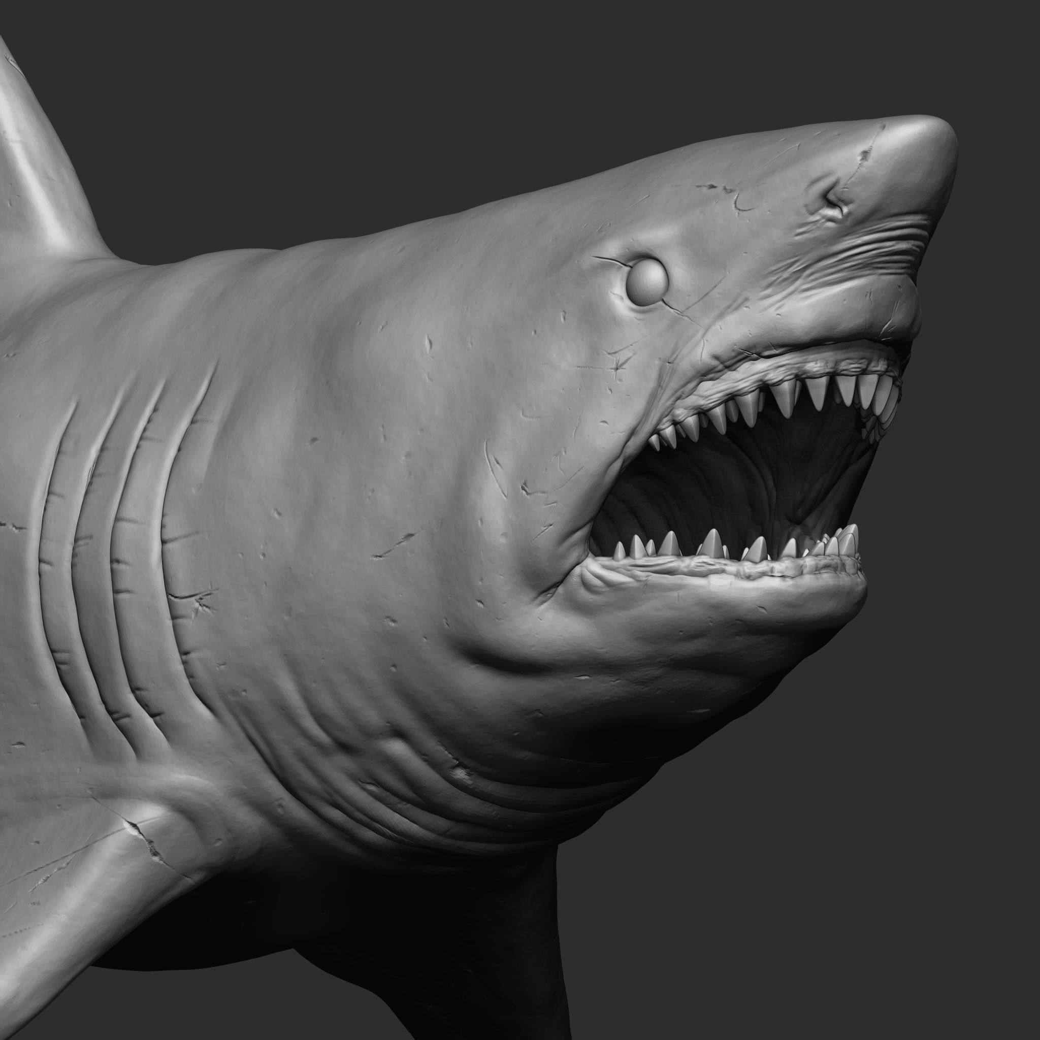 GREAT WHITE SHARK 3D model 3D printable | CGTrader
