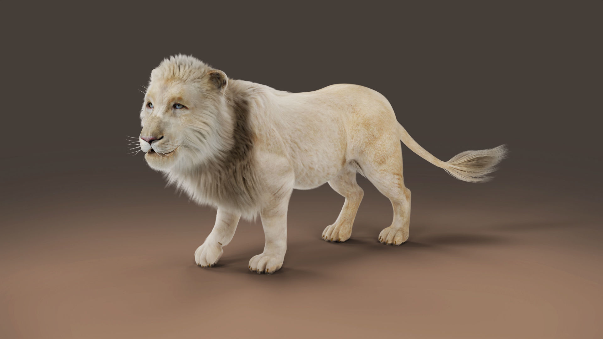 3D model 3D Fur White Lion Rigged and Animation in Blender VR / AR ...