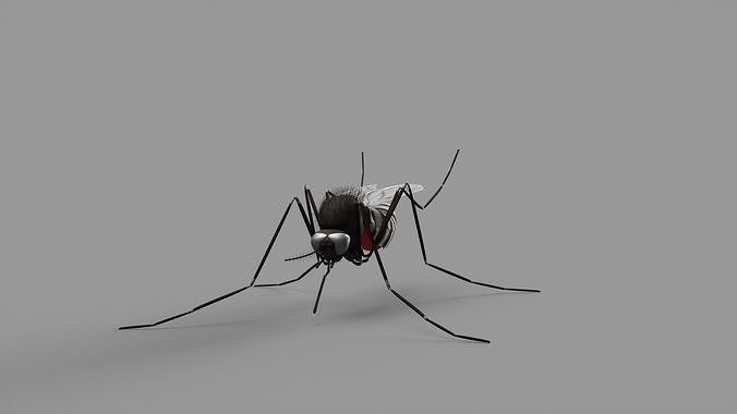 mosquito 3D model | CGTrader