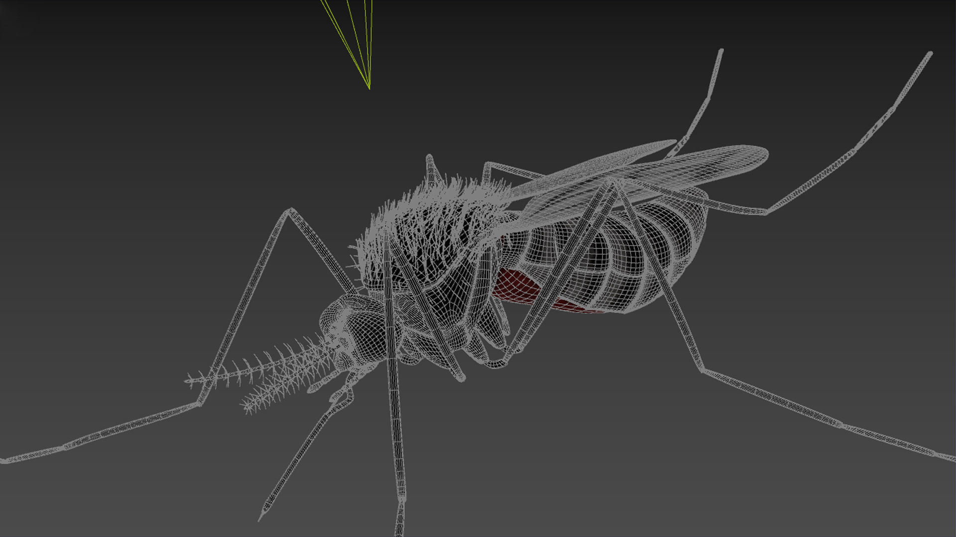 mosquito 3D model | CGTrader