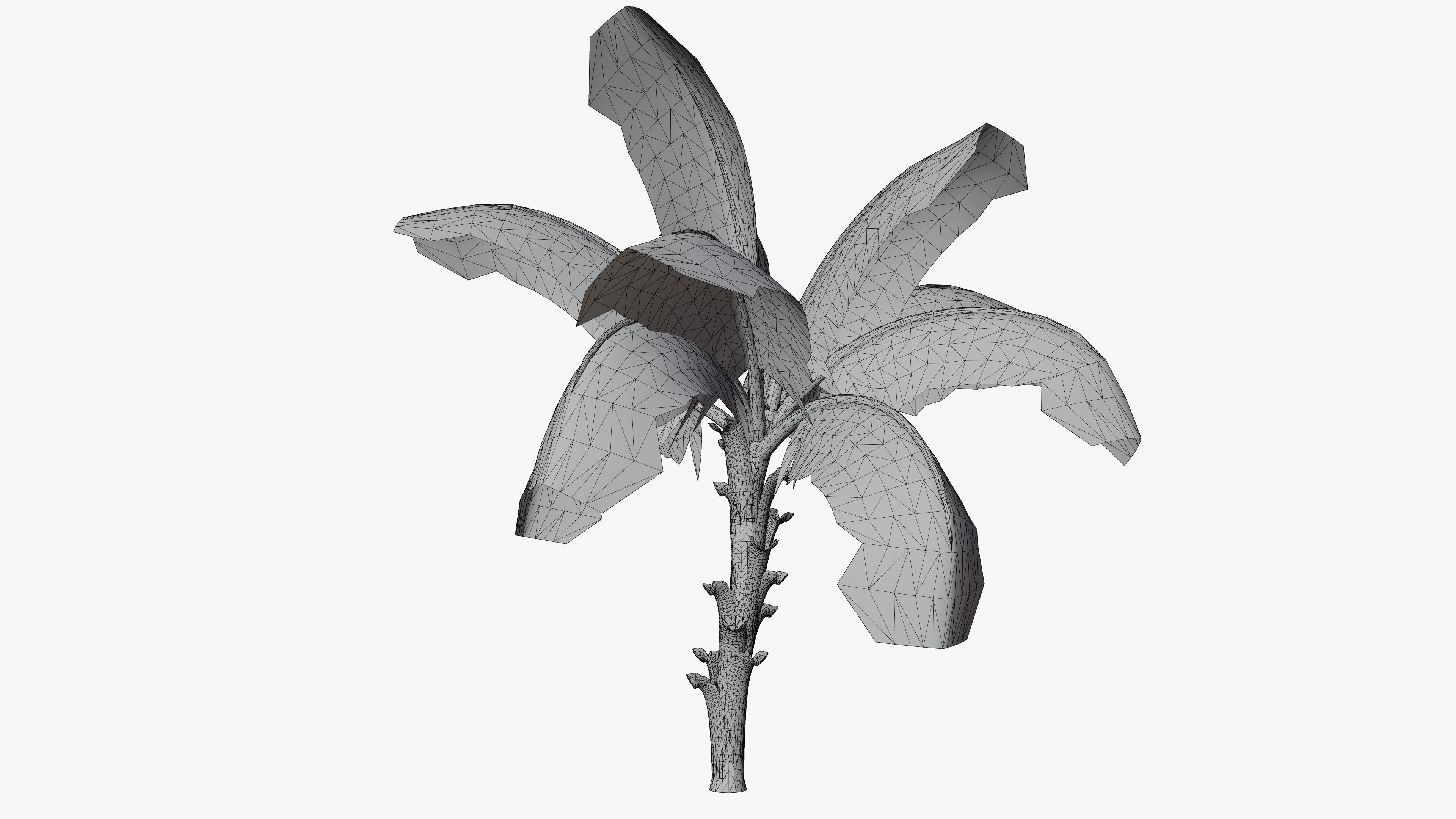 3D model Banana Plant Tree VR / AR / low-poly | CGTrader