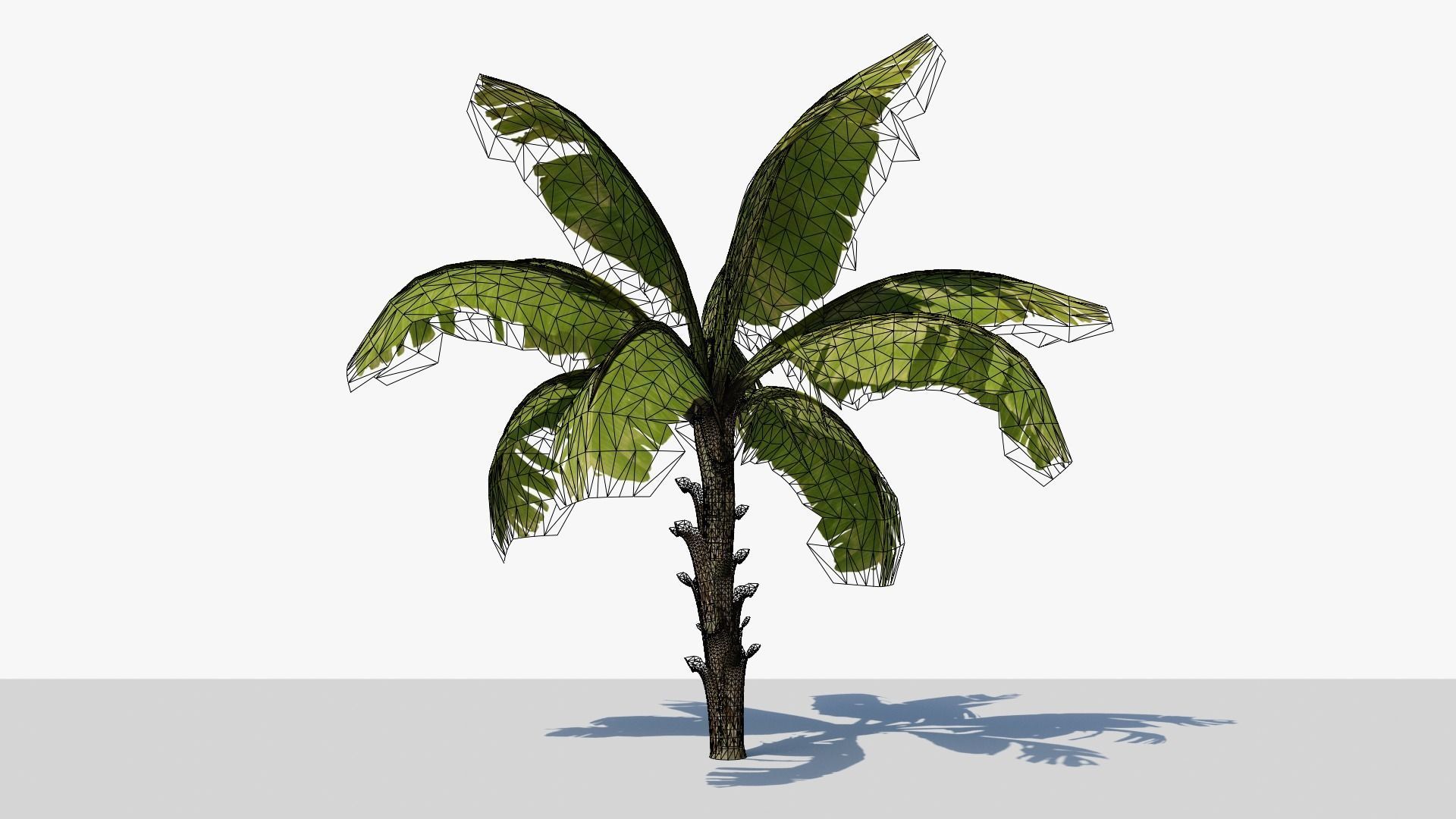 3D model Banana Plant Tree VR / AR / low-poly | CGTrader