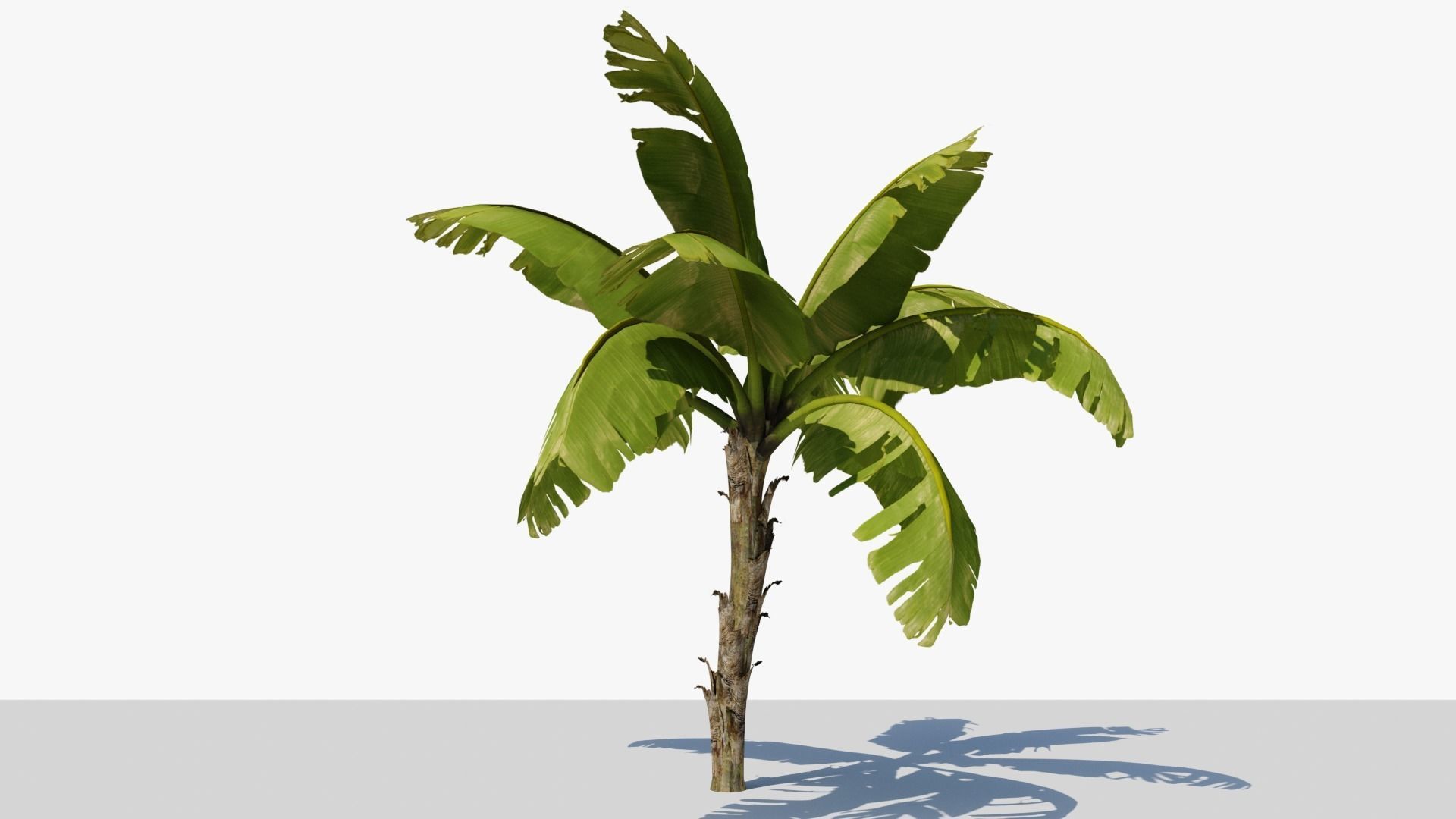 3D model Banana Plant Tree VR / AR / low-poly | CGTrader