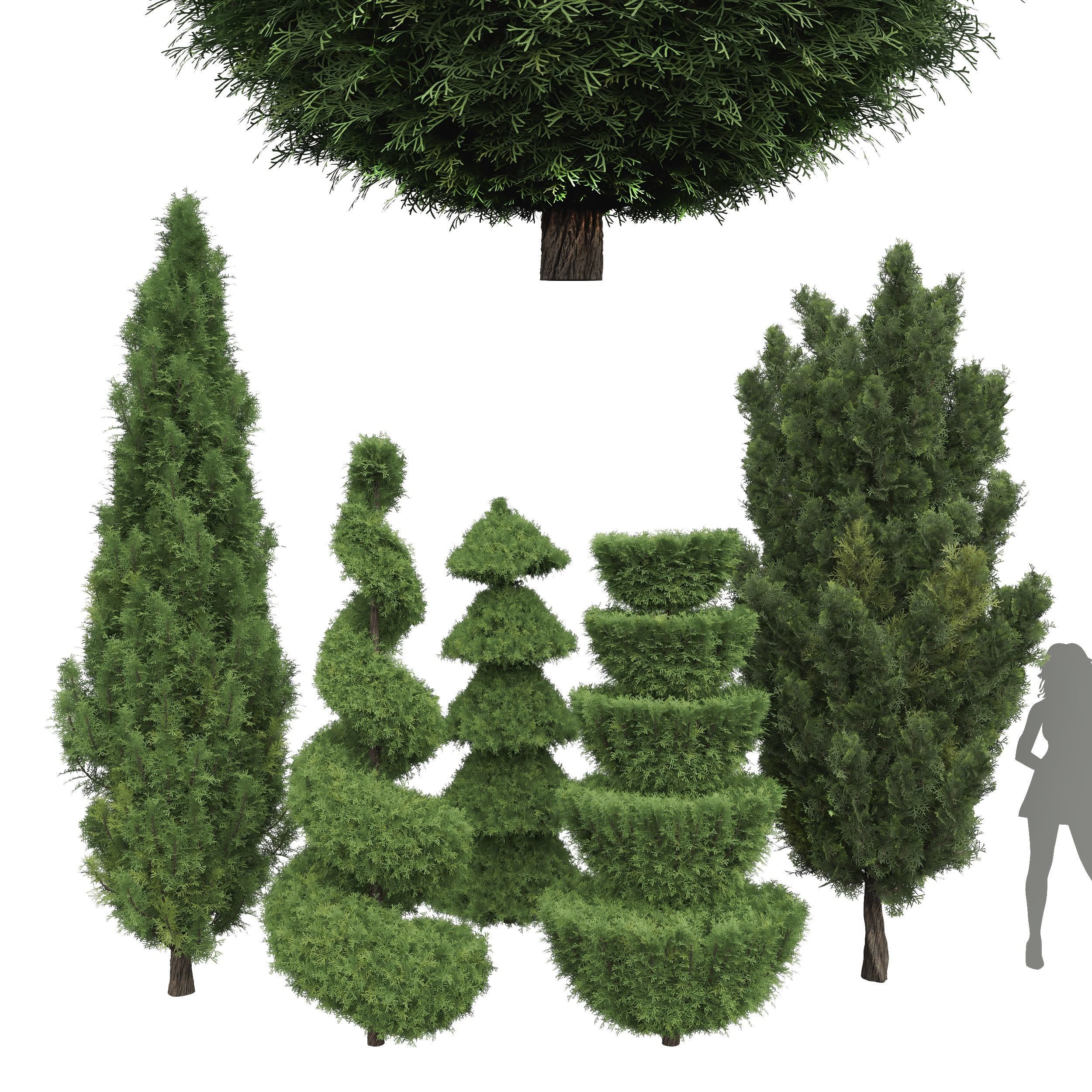 Juniperus chinensis Spartan Taylor Juniper Leyland cypress 3D model | CGTrader