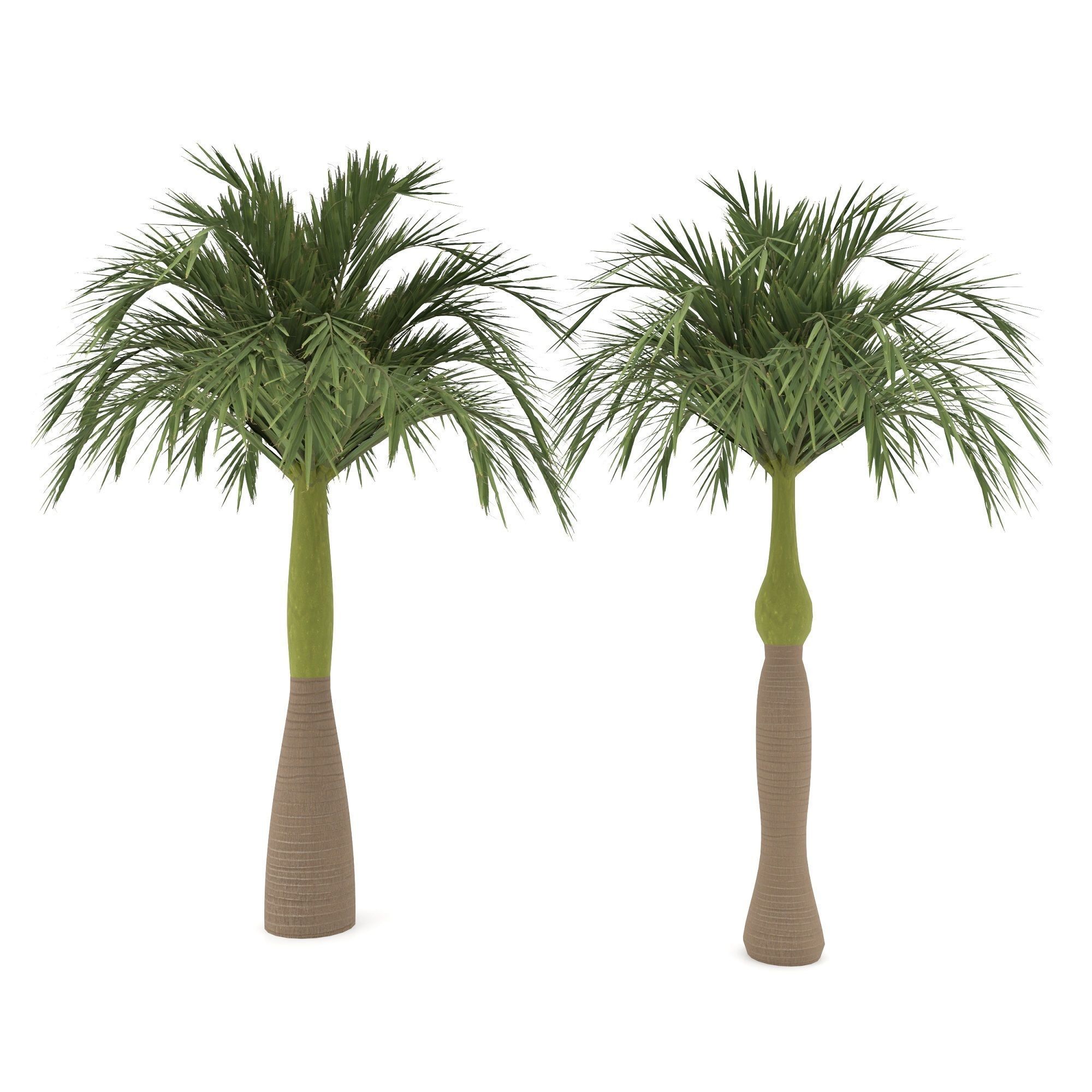 palm tree 72 3D model | CGTrader