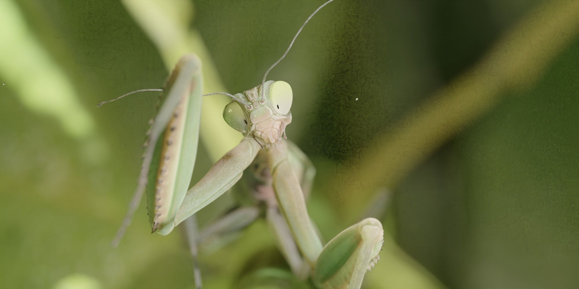 Praying Mantis 3D model rigged | CGTrader