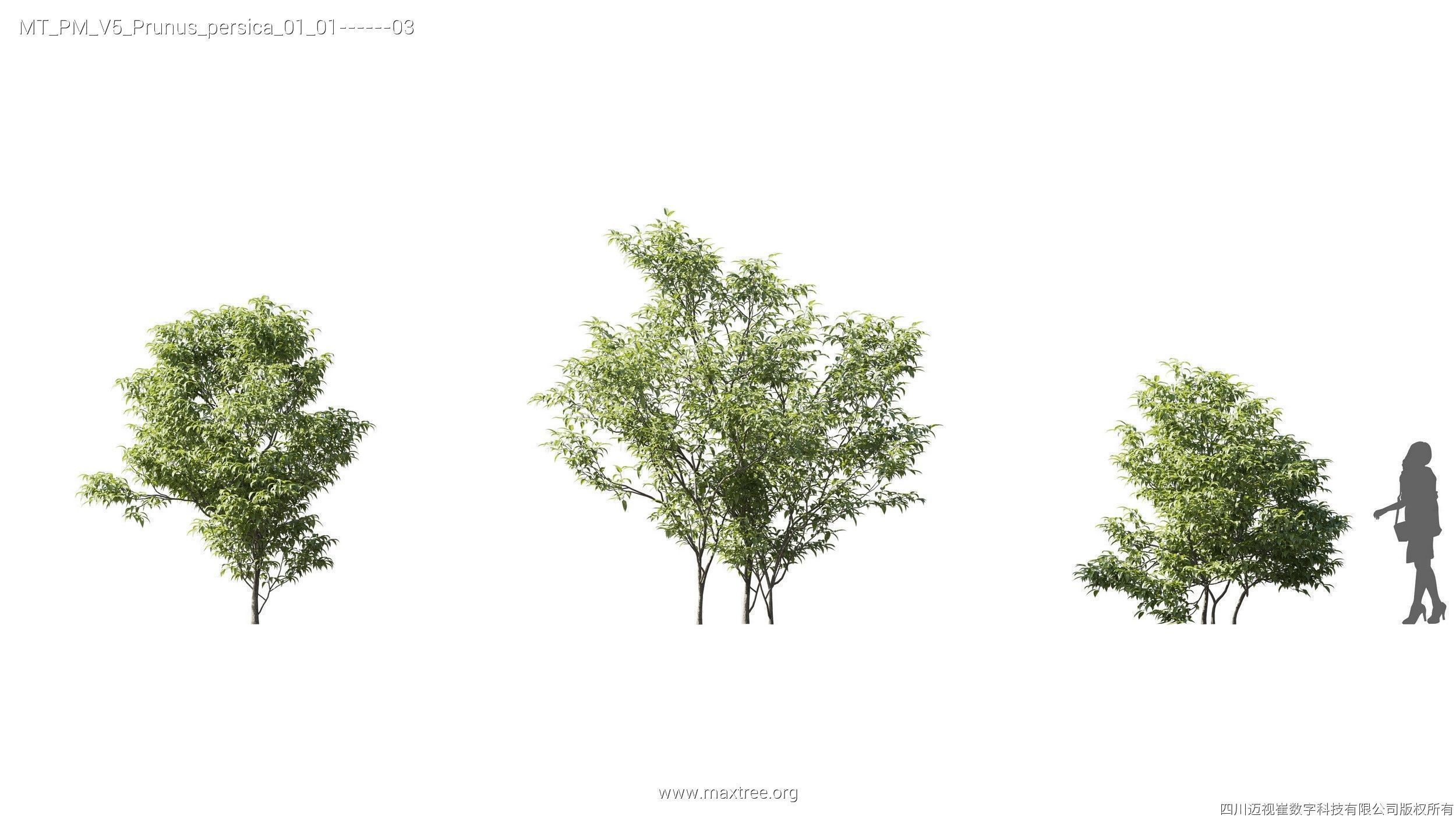 Maxtree Plant Models Vol 5 - Mesh 3D model | CGTrader