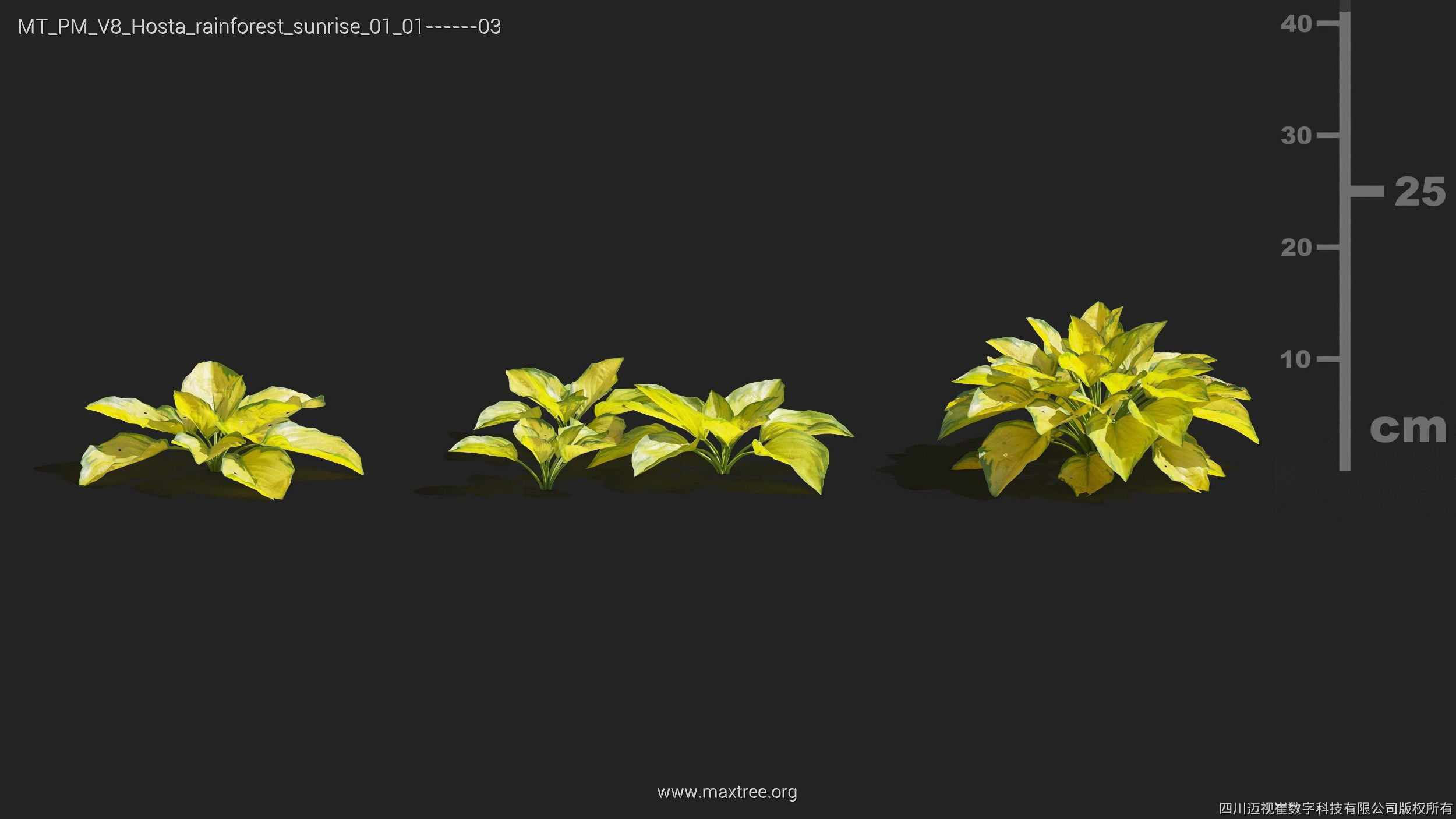 Maxtree Plant Models Vol 8 - Mesh 3D model | CGTrader