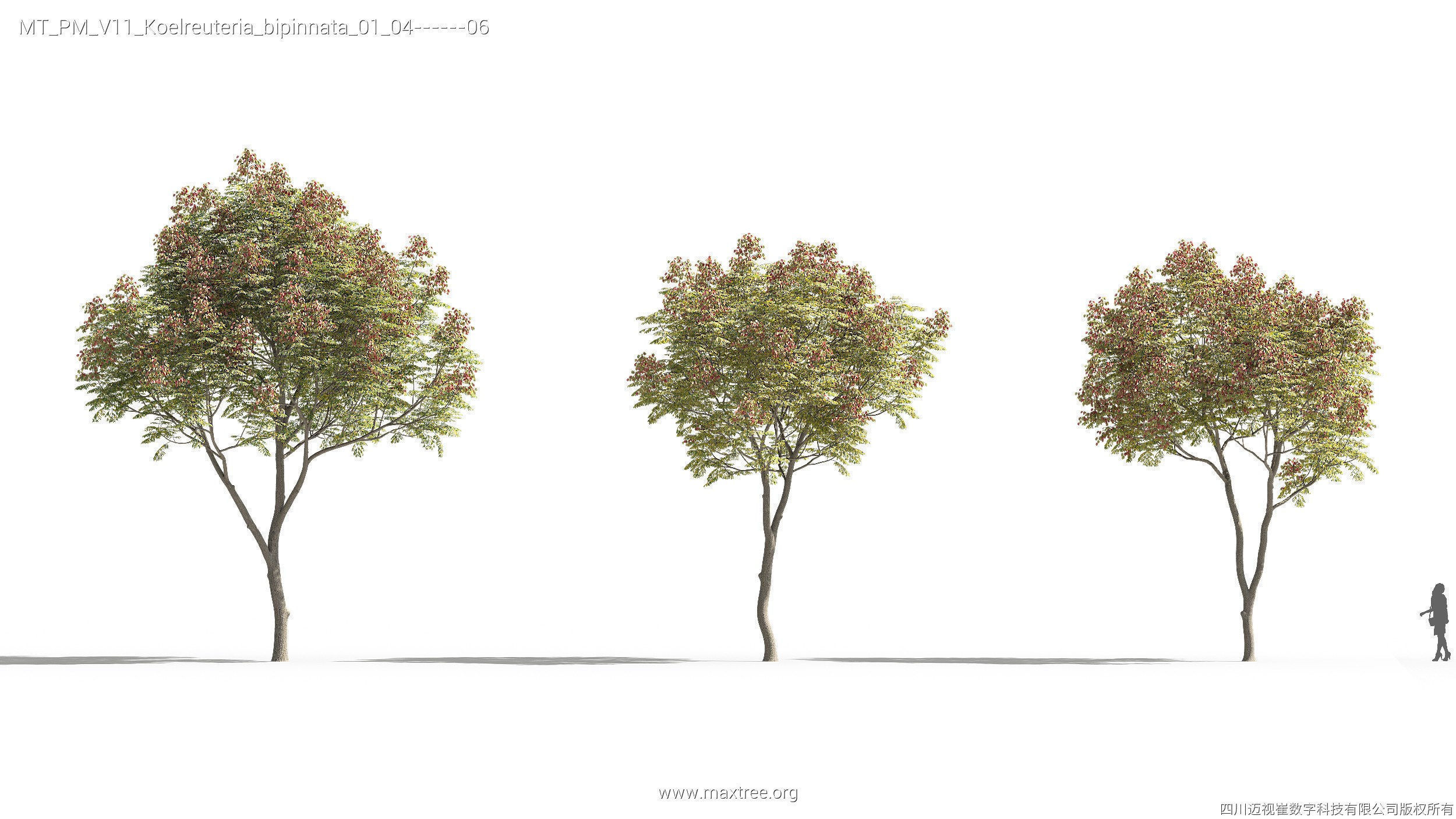 Maxtree Plant Models Vol 11 Mesh 3d Model Cgtrader