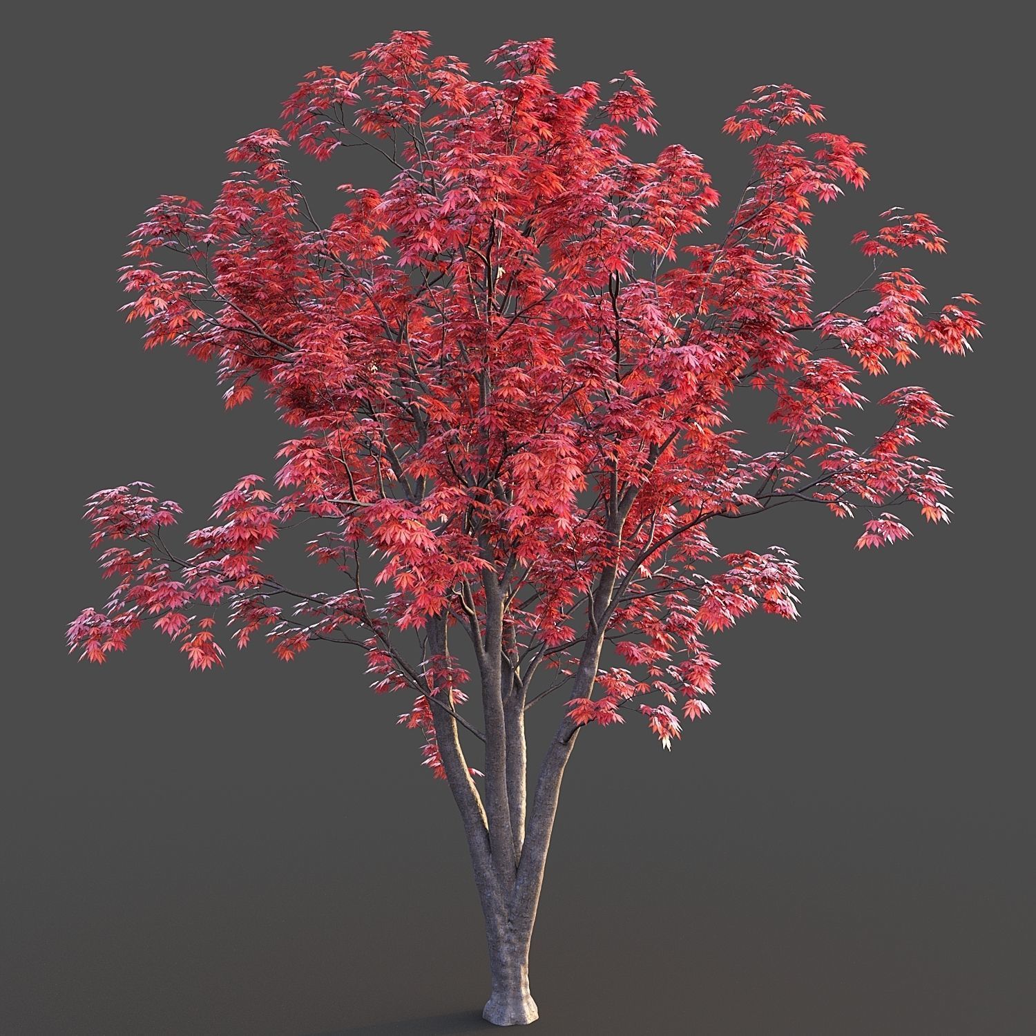 Japanese Maple 3D model | CGTrader