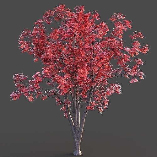 Japanese Maple 3D model | CGTrader