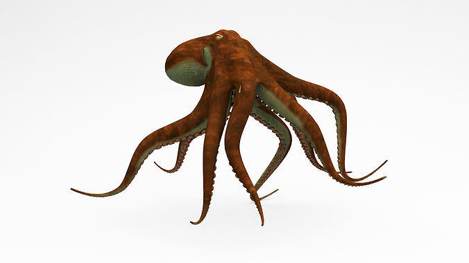 Octopus 3D model | CGTrader