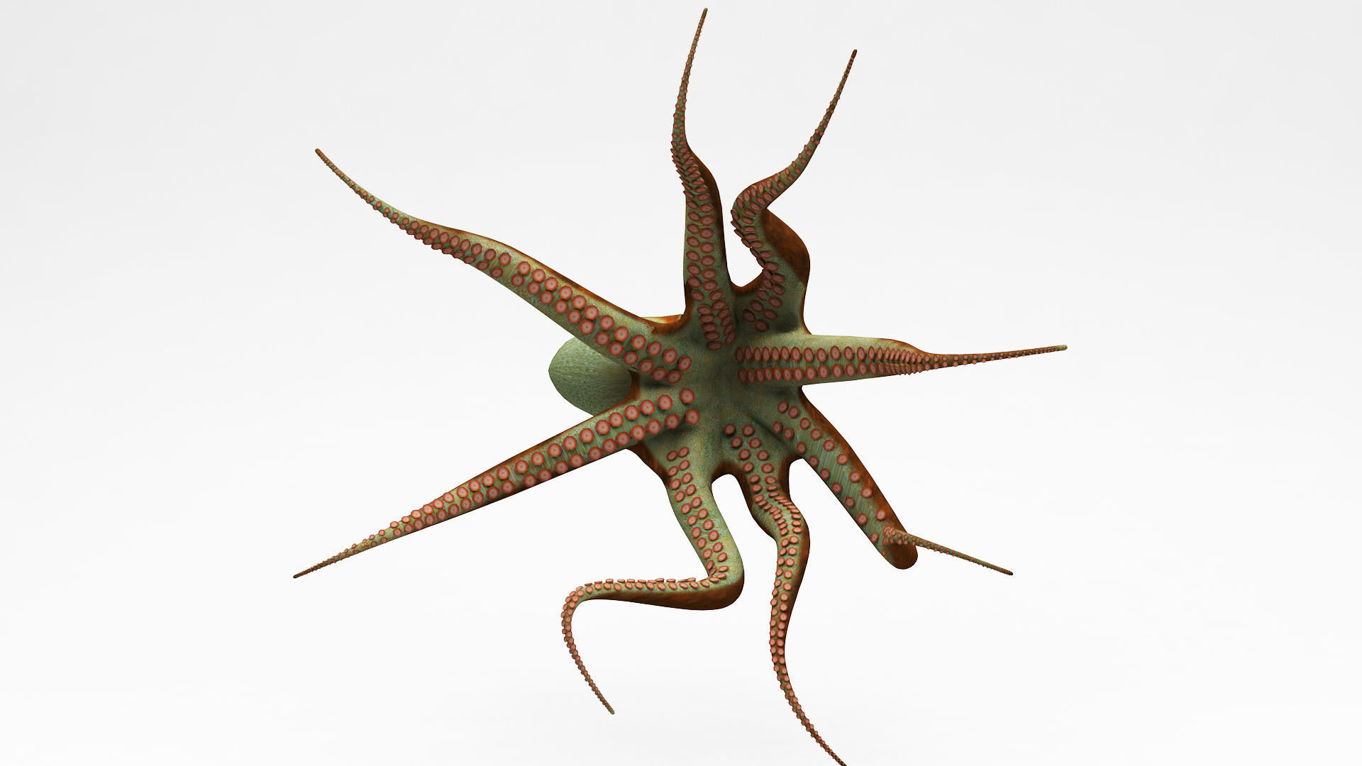 Octopus 3D model | CGTrader