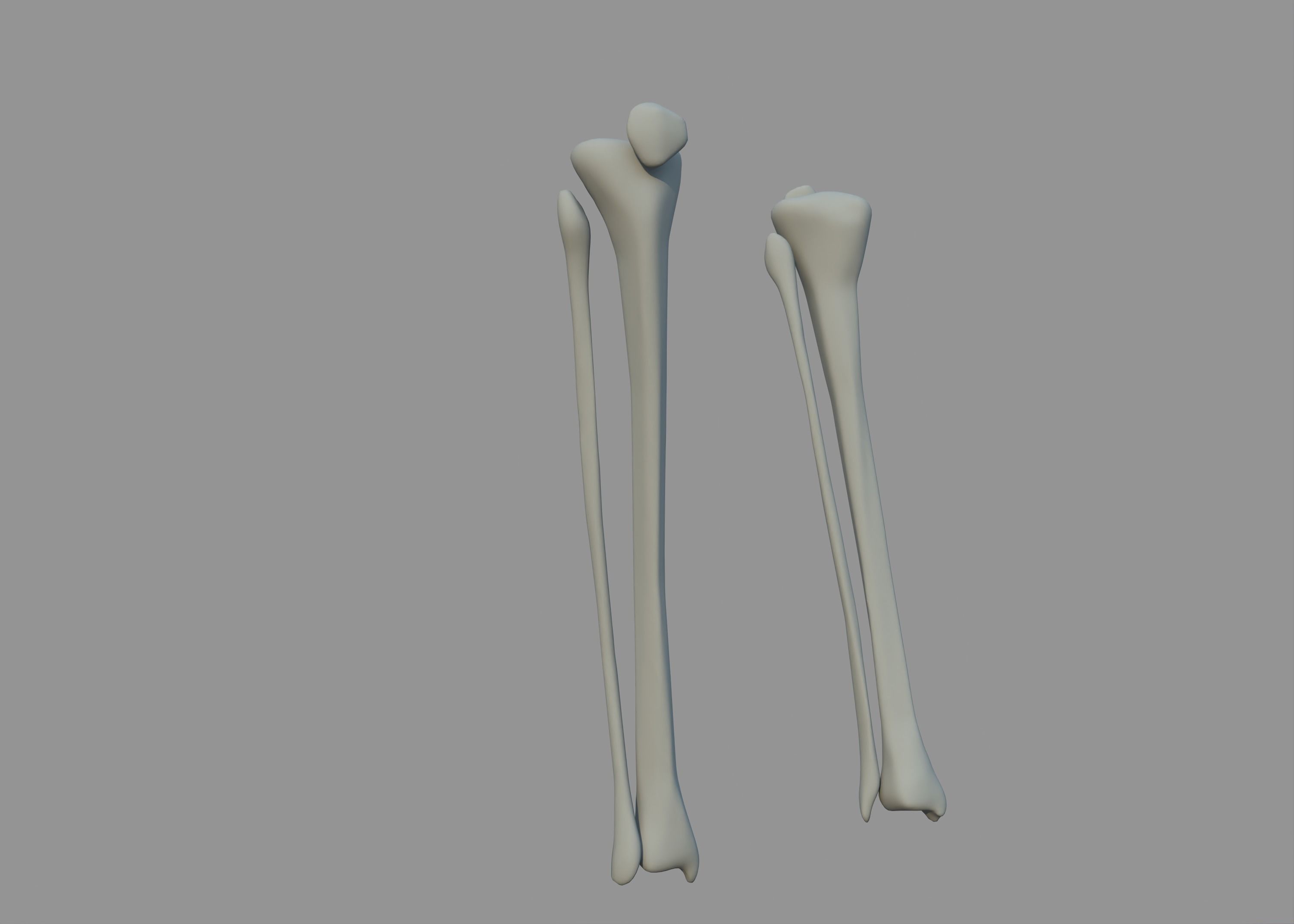 The tibia body Anatomy 3D model | CGTrader