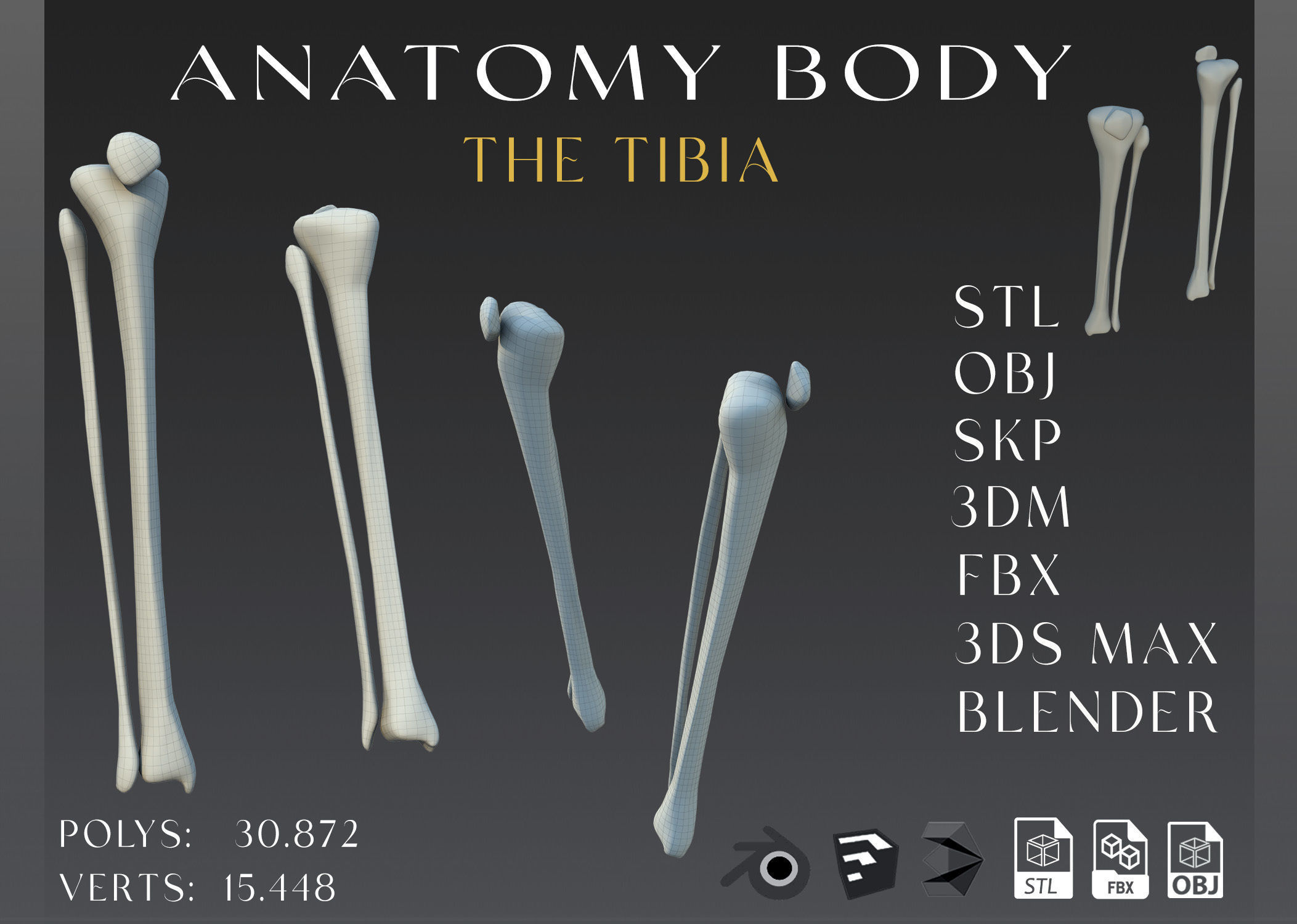 The tibia body Anatomy 3D model | CGTrader