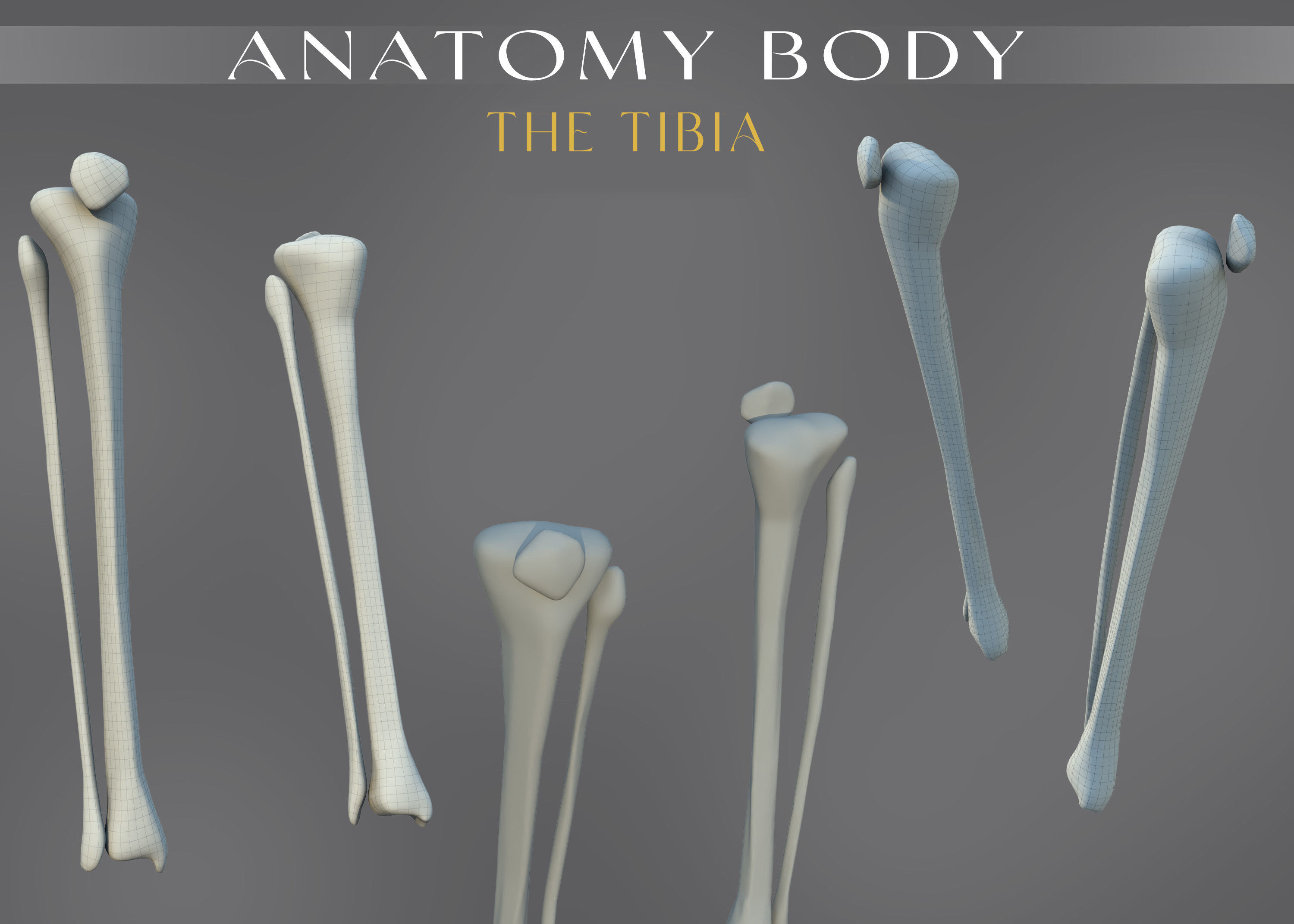 The tibia body Anatomy 3D model | CGTrader