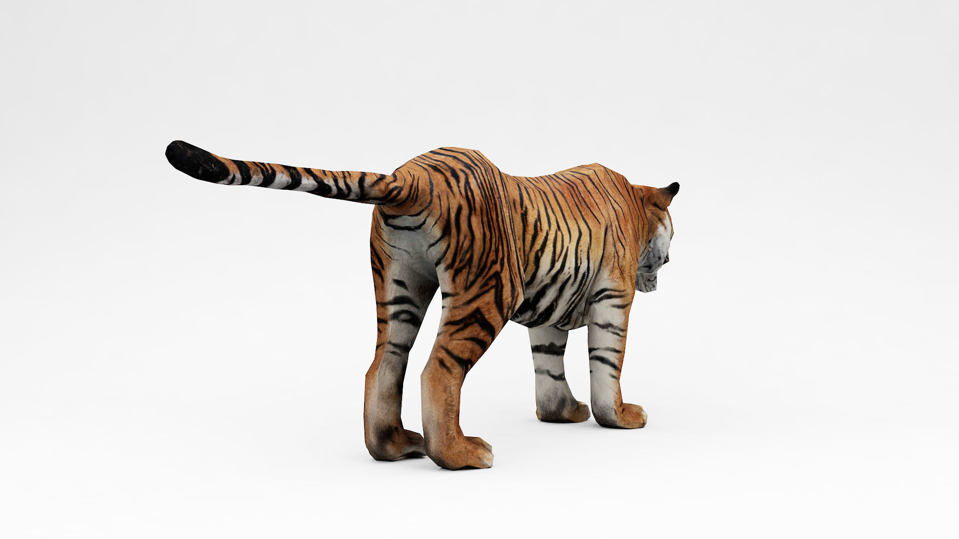 Tiger 3D model | CGTrader