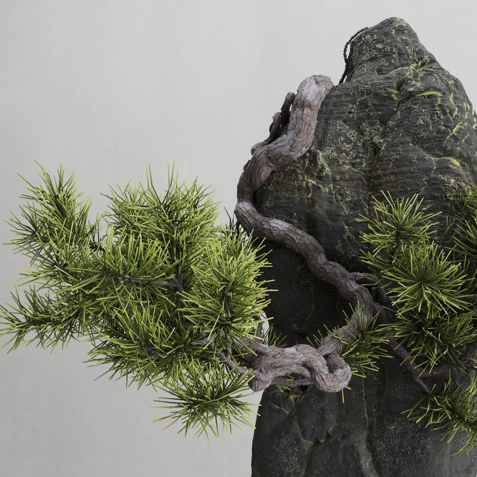 Interior composition Bonsai and Stone 3D model | CGTrader
