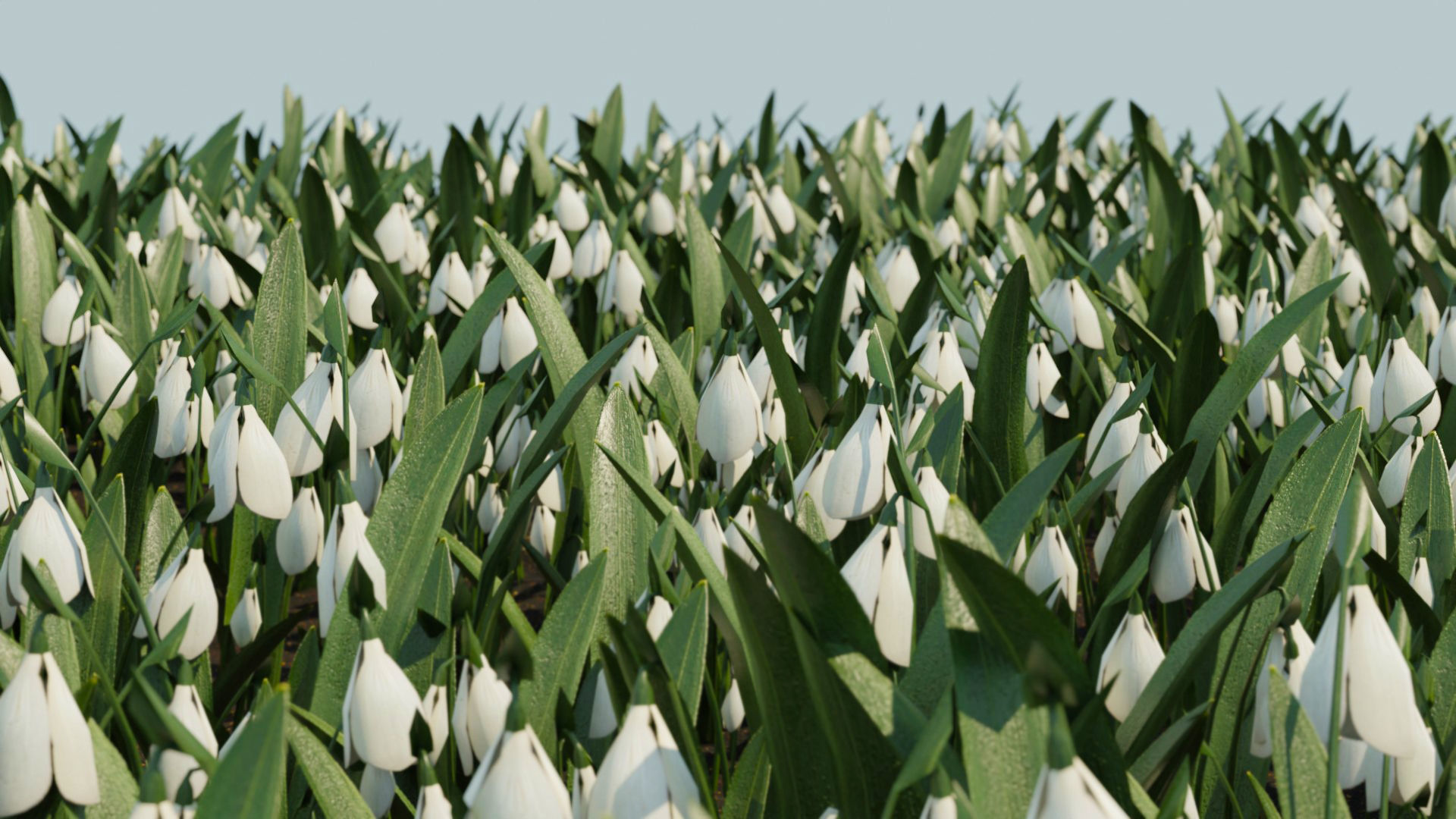 3D model Snowdrop Spring Flower Galanthus VR / AR / low-poly | CGTrader