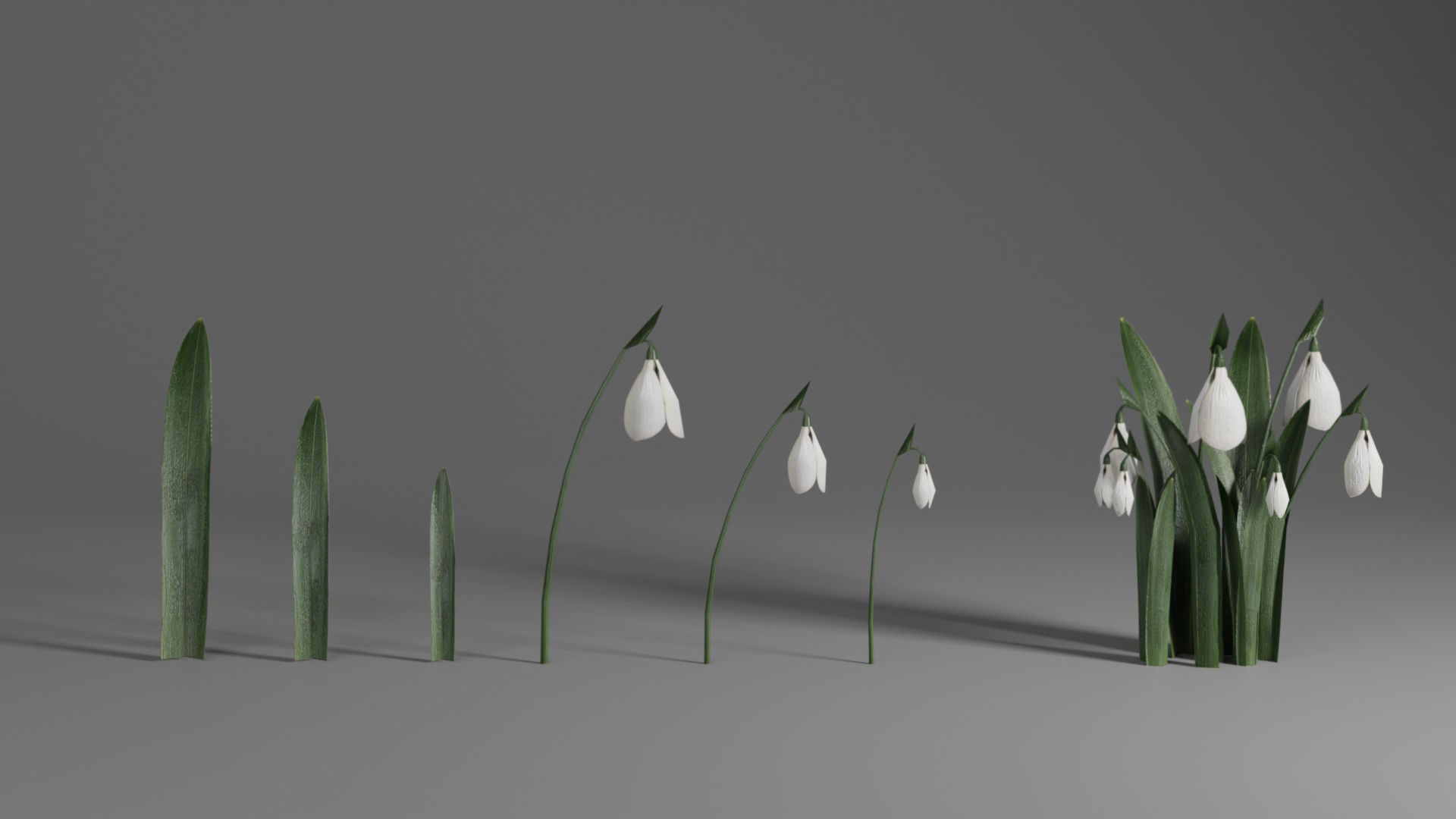 3D model Snowdrop Spring Flower Galanthus VR / AR / low-poly | CGTrader