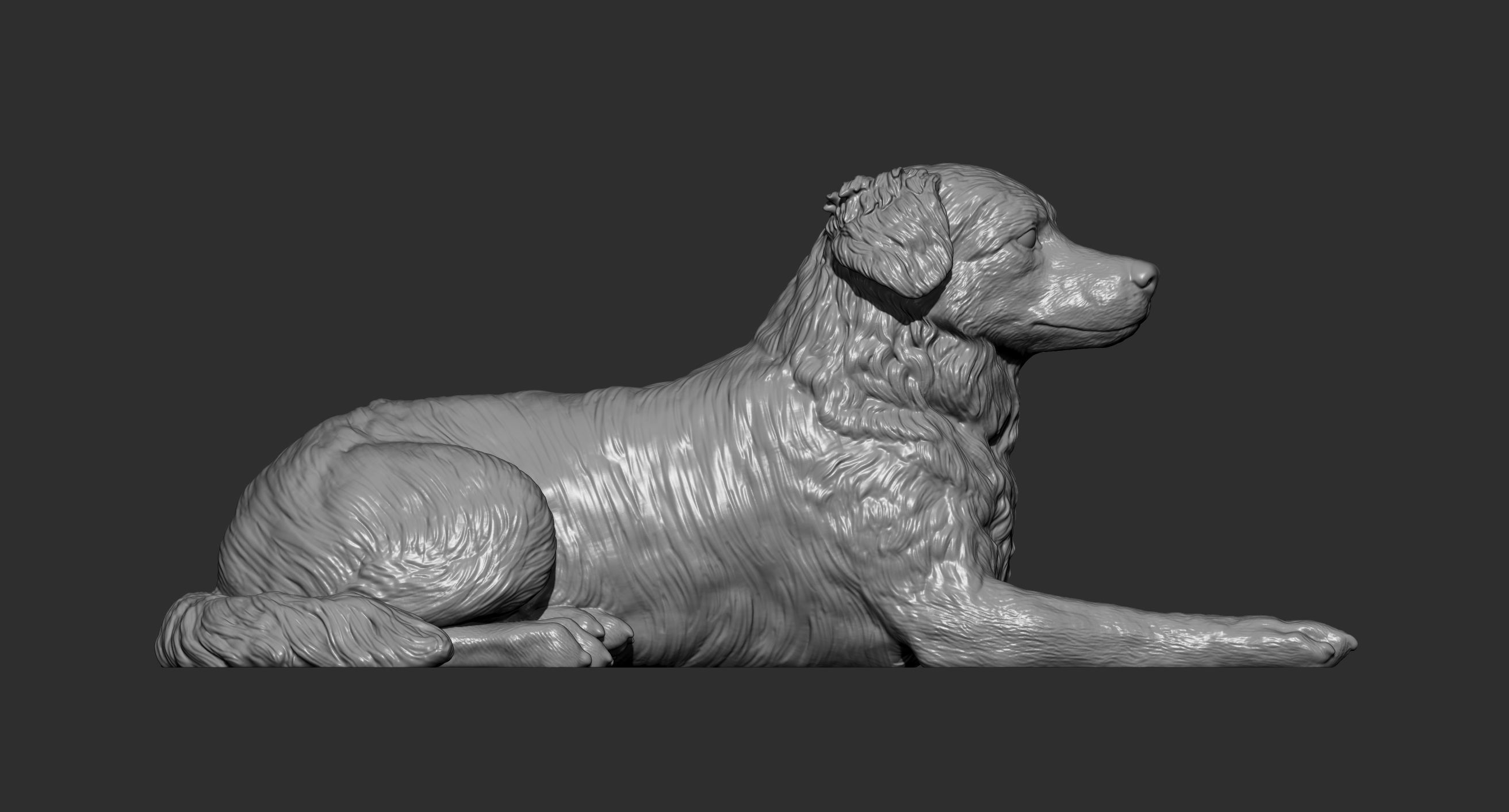 Australian shepherd 3D model 3D printable | CGTrader