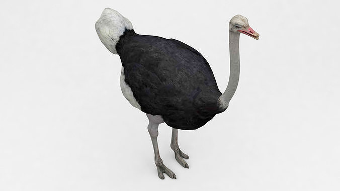 Ostrich 3D model | CGTrader