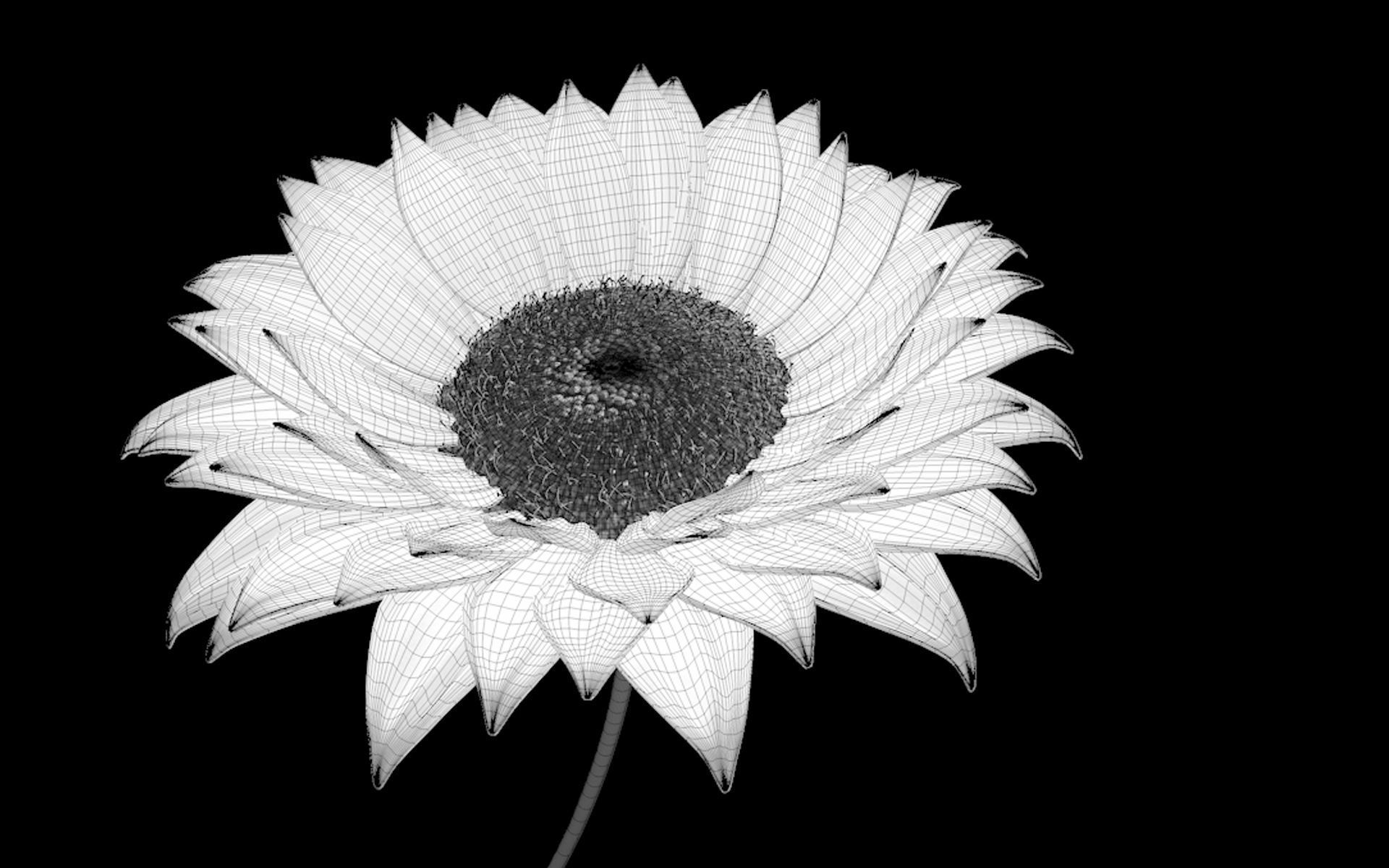 3d Sunflower Animated 3D model animated rigged | CGTrader