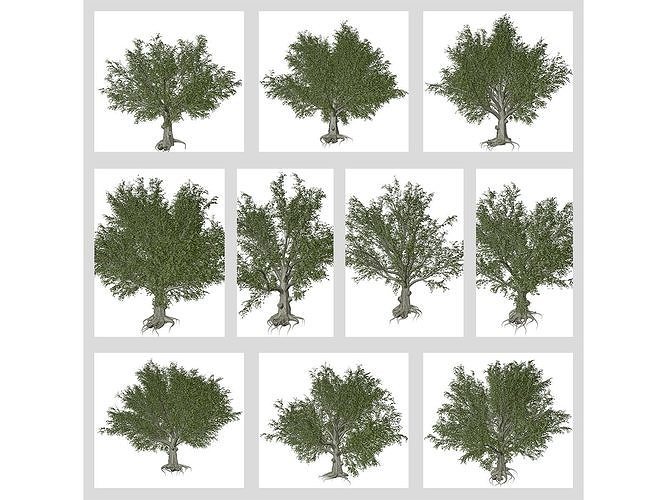 American Beech Tree Collection | CGTrader