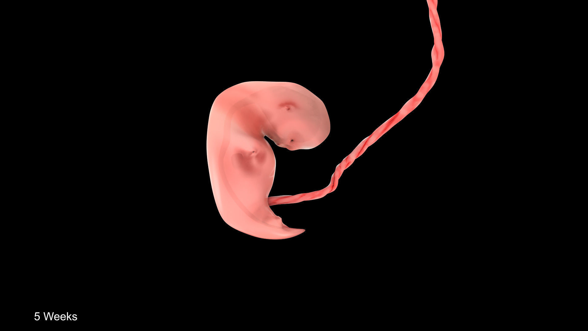 3D model Animated and Morphed Human Fetus VR / AR / low-poly | CGTrader