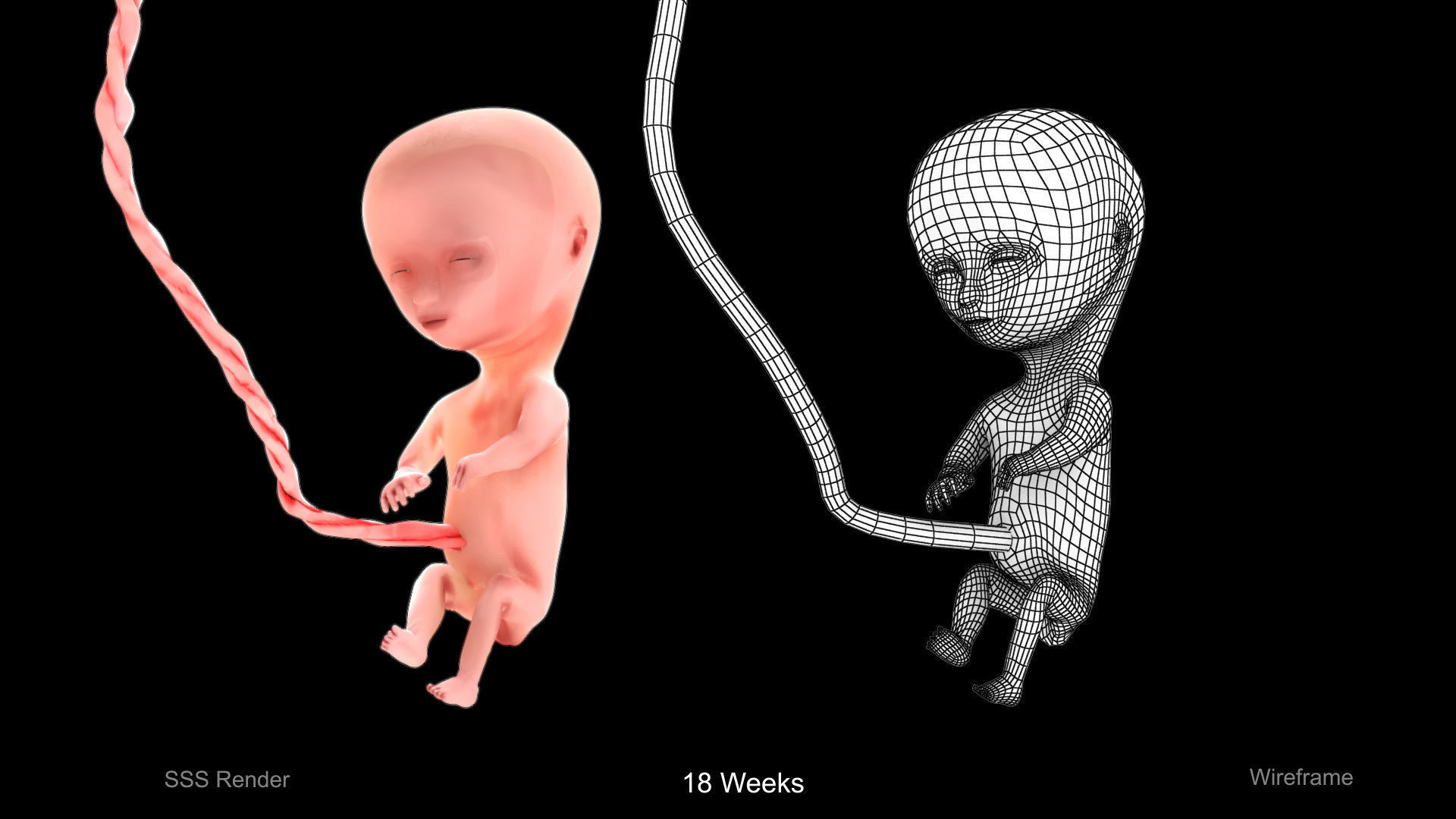 3D model Animated and Morphed Human Fetus VR / AR / low-poly | CGTrader
