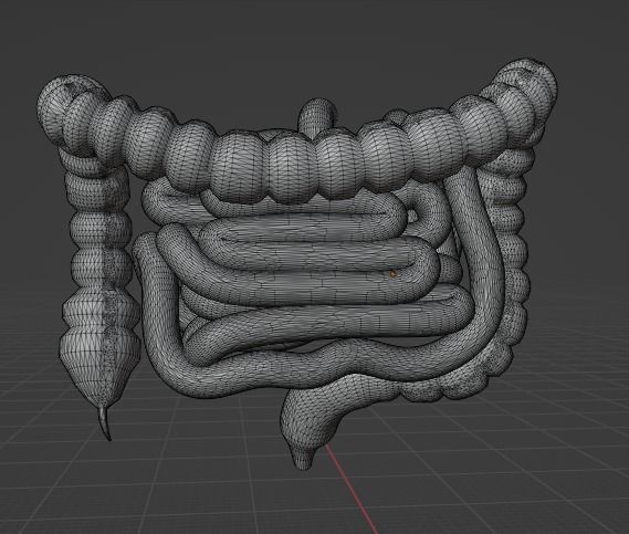 HUMAN INTESTINE 3D MODEL - ANATOMY 3D model | CGTrader