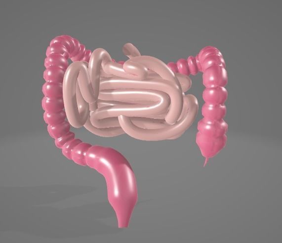 HUMAN INTESTINE 3D MODEL - ANATOMY 3D model | CGTrader