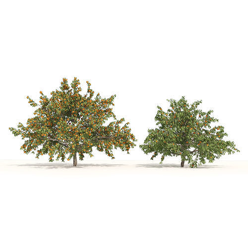 2 Freestone Peach fruit Trees 3D model | CGTrader