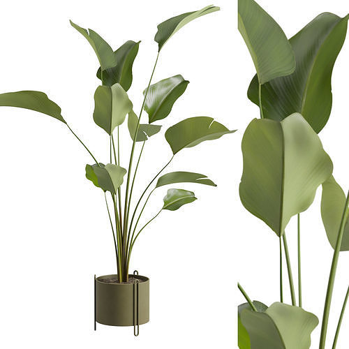 Potted Calathea Lutea 3D model | CGTrader