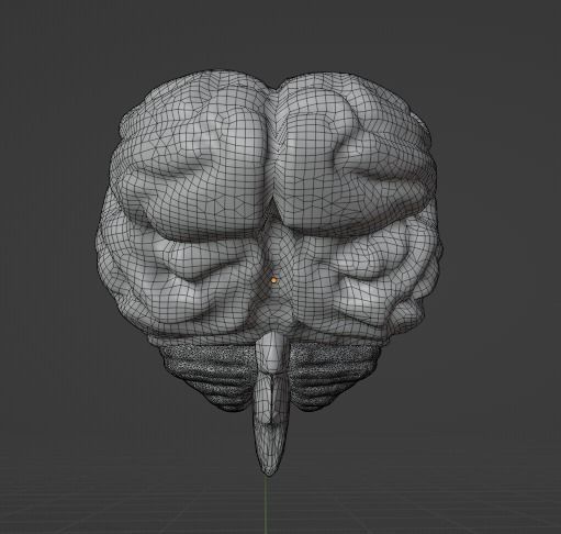 HUMAN BRAIN - ANATOMY 3D model | CGTrader