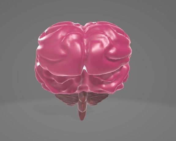 HUMAN BRAIN - ANATOMY 3D model | CGTrader