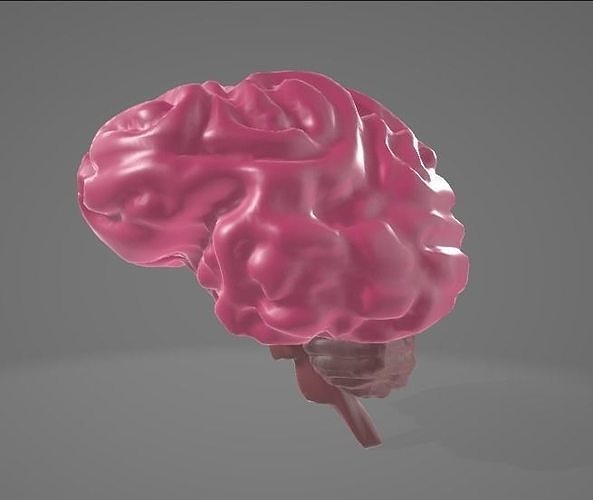HUMAN BRAIN - ANATOMY 3D model | CGTrader