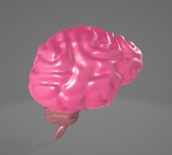 HUMAN BRAIN - ANATOMY 3D model | CGTrader