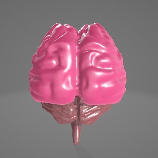 HUMAN BRAIN - ANATOMY 3D model | CGTrader