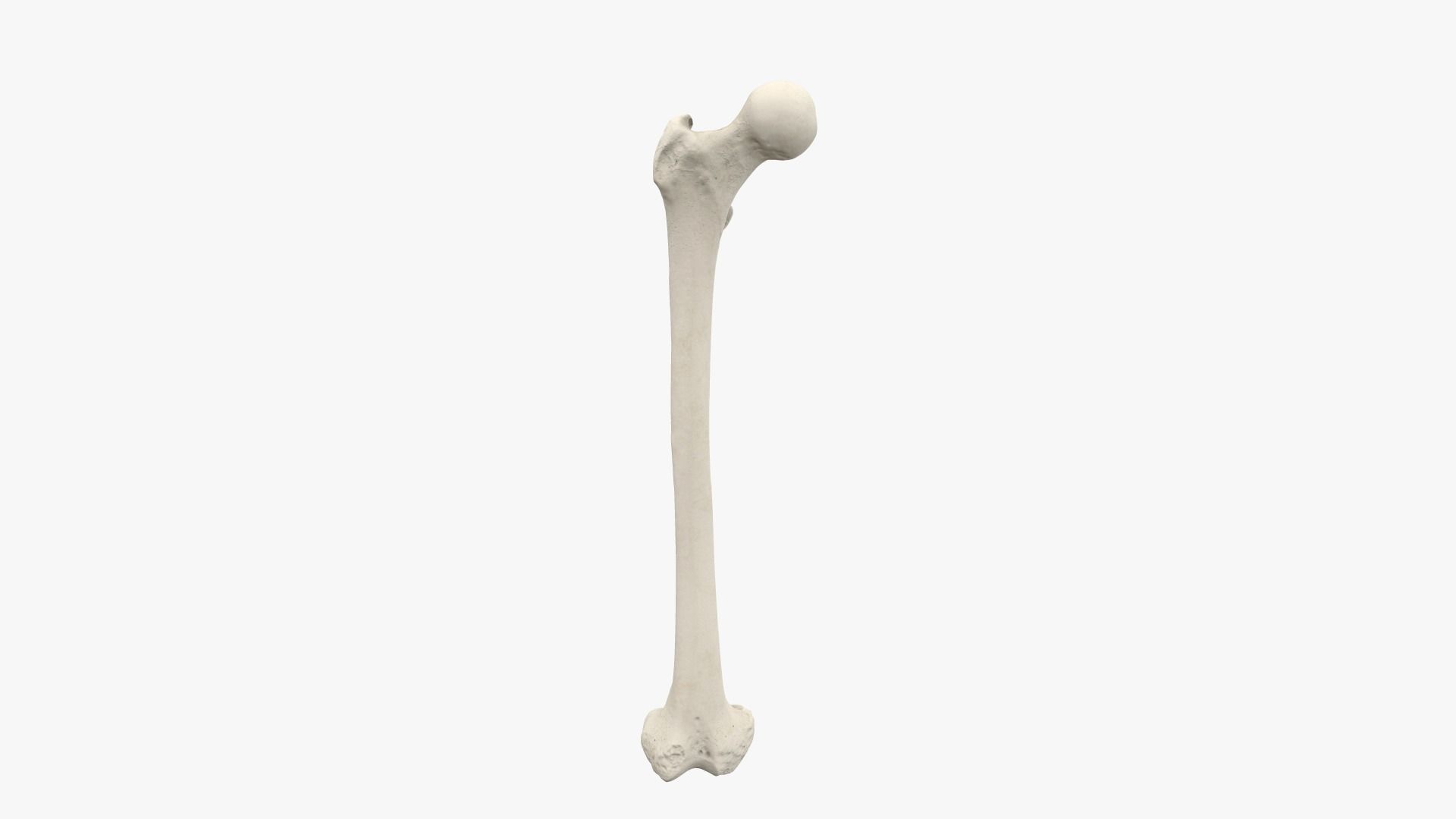 3D model Real humerus bone VR / AR / low-poly | CGTrader